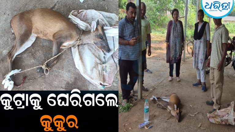 ଚୁଆକୁ ପାଣି ପିଇବାକୁ ଆସିଲା କୁଟ୍ରା, ଘେରିଗଲେ କୁକୁର: ଆଉ ତା’ପରେ ଘଟିଲା ...